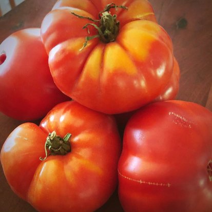 Zaqui - Tomate Limachino