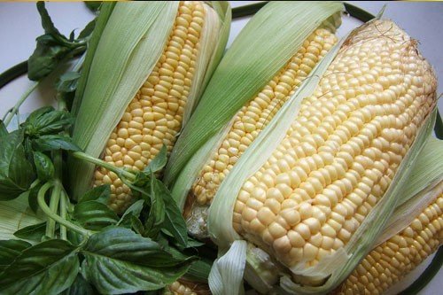 Zaqui - Choclo Humero